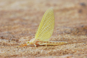 Golden Drake Mayfly - Classic Fly Tying