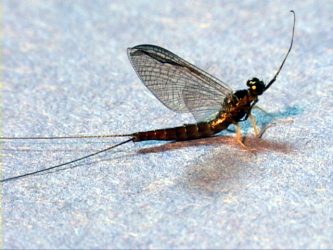 Slate Drake Mayfly - Classic Fly Tying